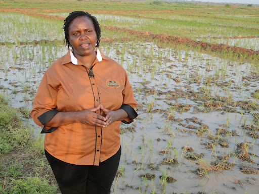 Rice deficit drives push to multiply hardy seed