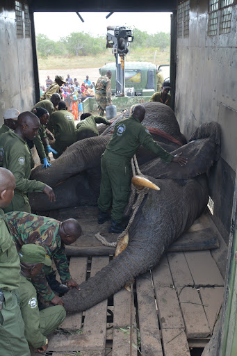 [PHOTOS] KWS translocates elephant bull taking refuge in village