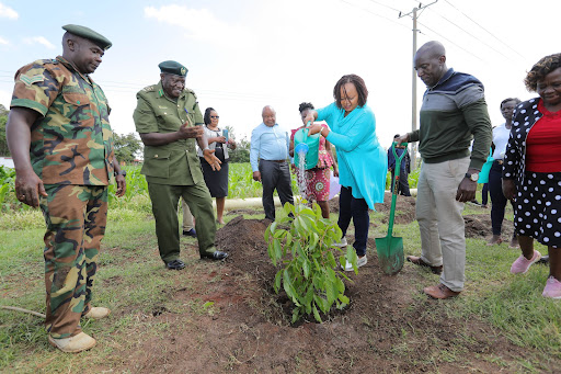 Waiguru launches tree planting drive to mark Ruto's birthday