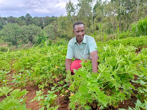 Geranium: The wonder crop bringing smiles to farmers
