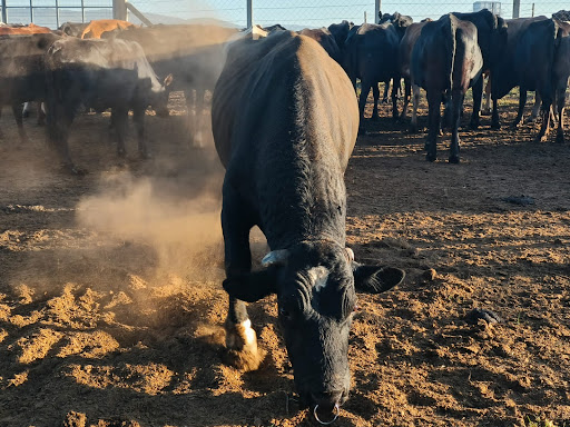Ruto makes stop over at Kilgoris farm, checks on cattle progress