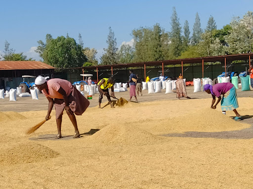New water pump to boost rice production in West Kano