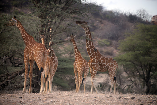 Giraffes could go extinct – The 5 biggest threats they face