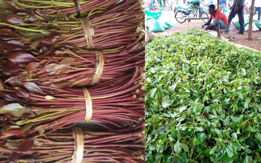 EXPLAINER: The difference between miraa and muguka