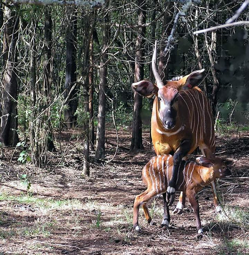 Wildlife institute to save rare antelopes from extinction