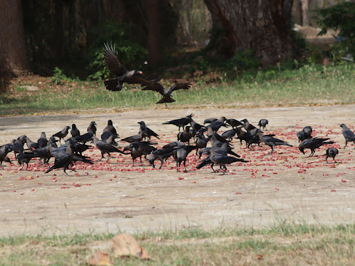 Poisoning Indian house crow only way to cull invasive destructive bird