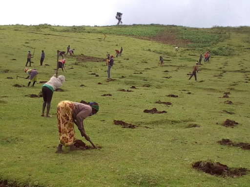 Mass tree planting: How to do it right
