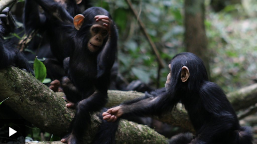 Study paints new picture of apes, ancient Africa, origins of humans