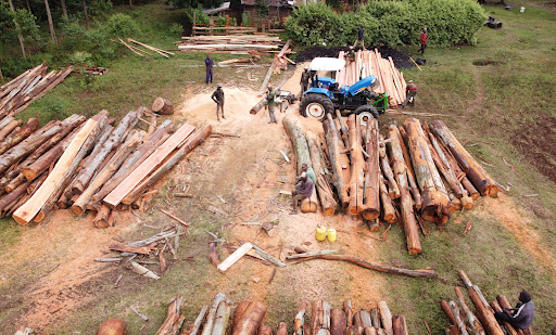 Six-year logging ban has plunged saw millers into poverty and depression