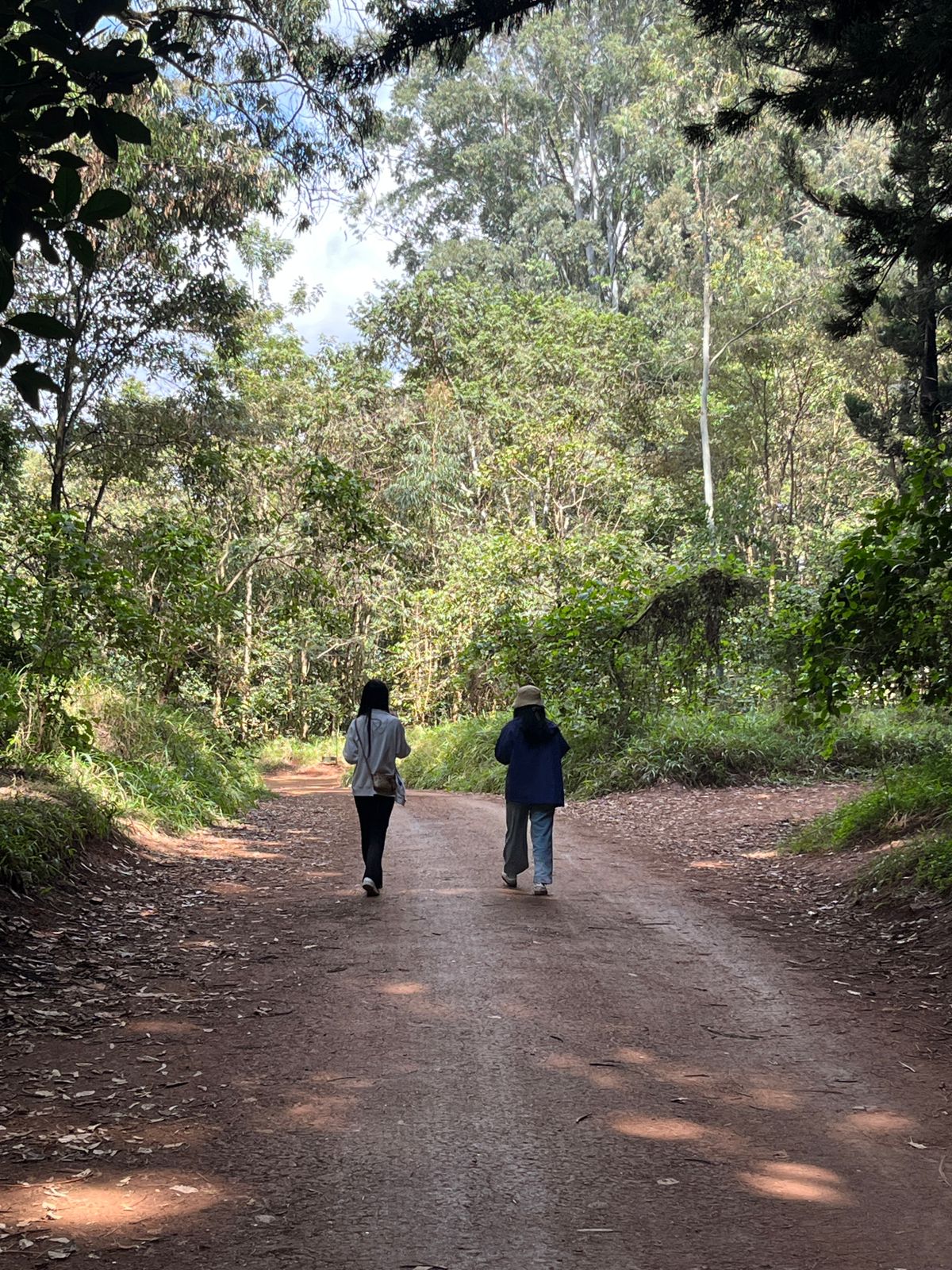 The KFS's Side of the Story: Tarmacking in Karura Forest Explained